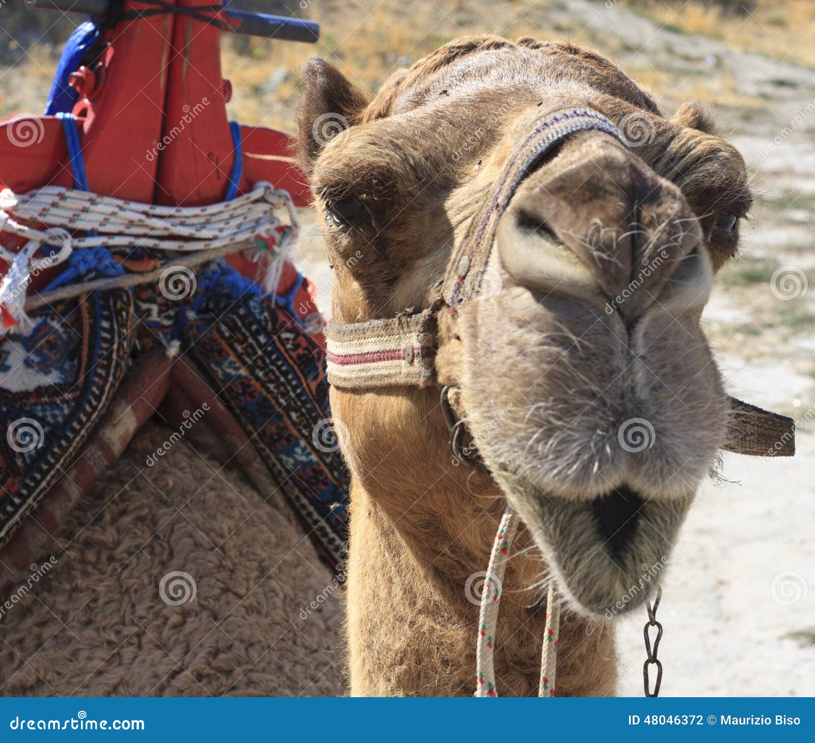 Ritratto Del Primo Piano Di Un Cammello Fotografia Stock - Immagine di ...