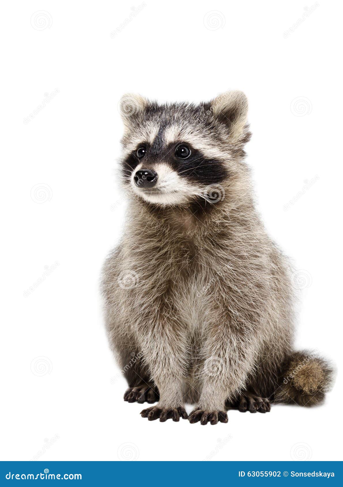 Ritratto Del Procione Adorabile Fotografia Stock - Immagine di pieno ...