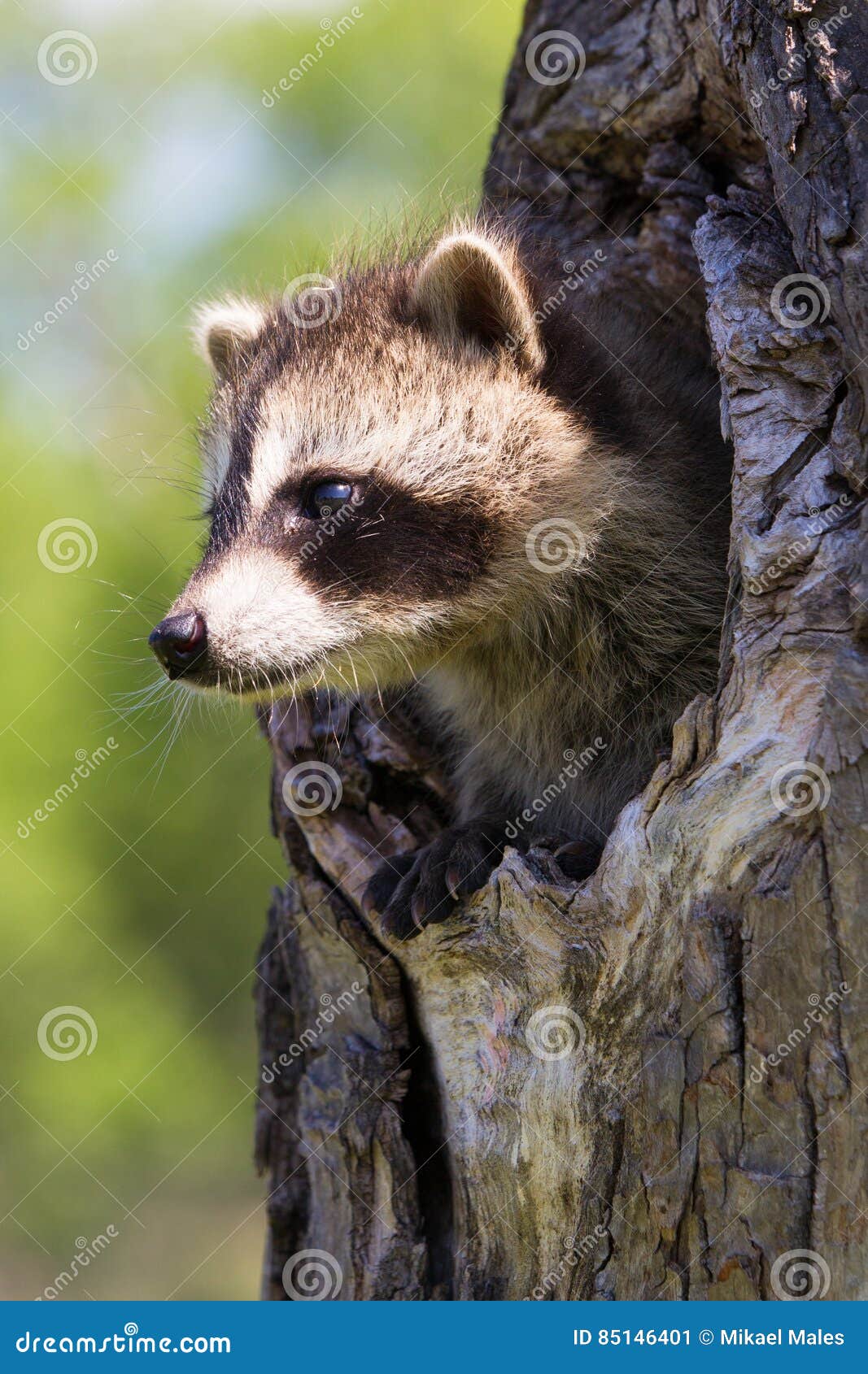 Ritratto Del Procione Del Bambino Immagine Stock - Immagine di branche ...