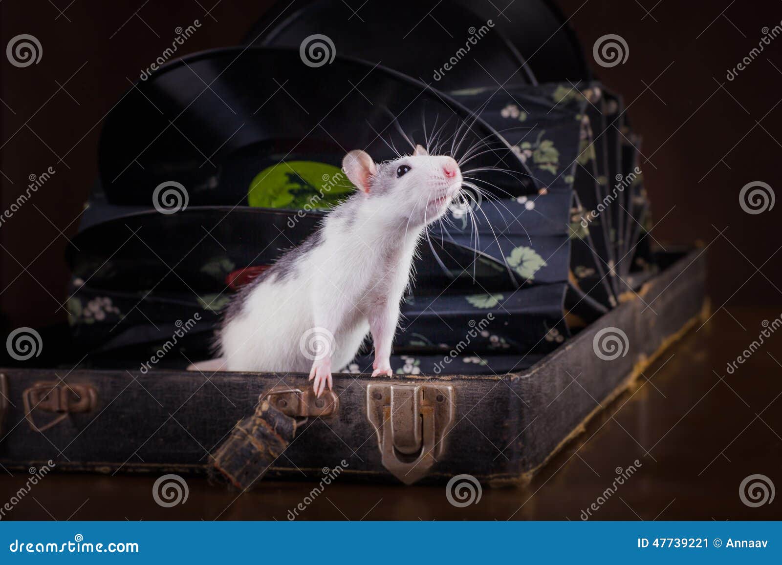 Ritratto Del Ratto Domestico Immagine Stock - Immagine di mammiferi ...