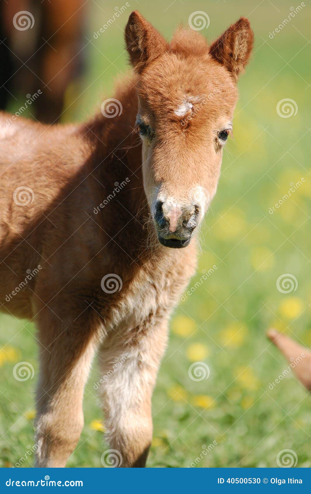 Ritratto Del Roano Sul Nero Fotografia Stock - Immagine di appaloosa ...