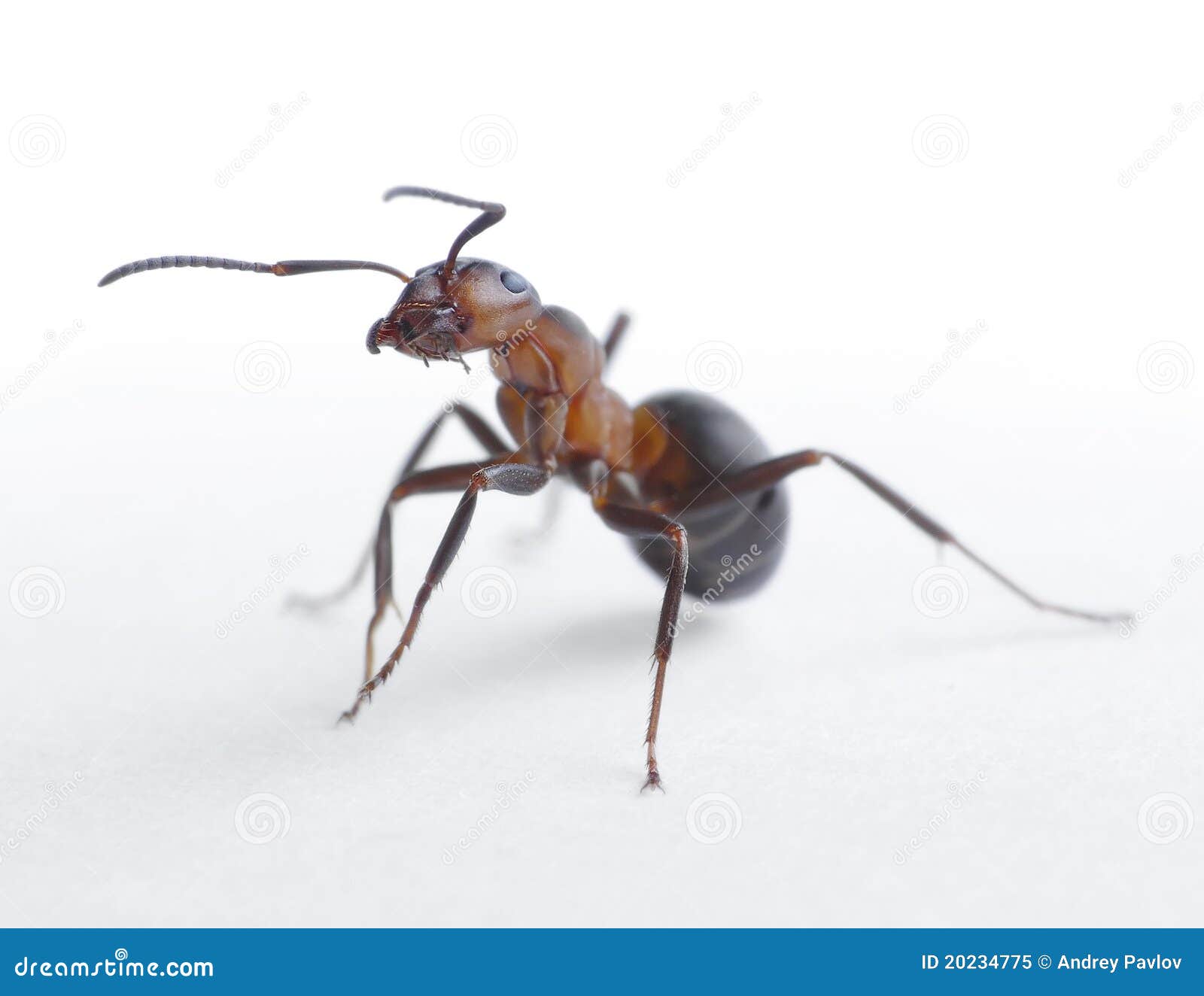 Ritratto Del Rufa Del Formica Della Formica Immagine Stock - Immagine ...