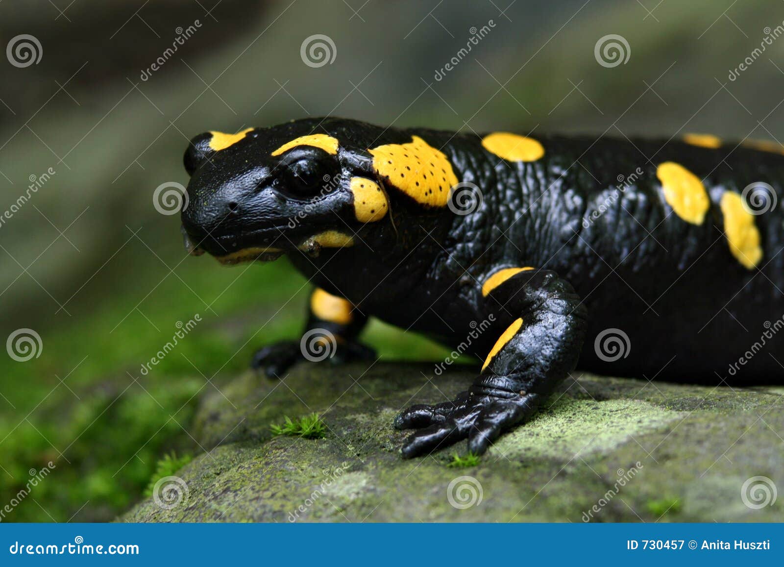 Ritratto del Salamander immagine stock. Immagine di anfibio - 730457