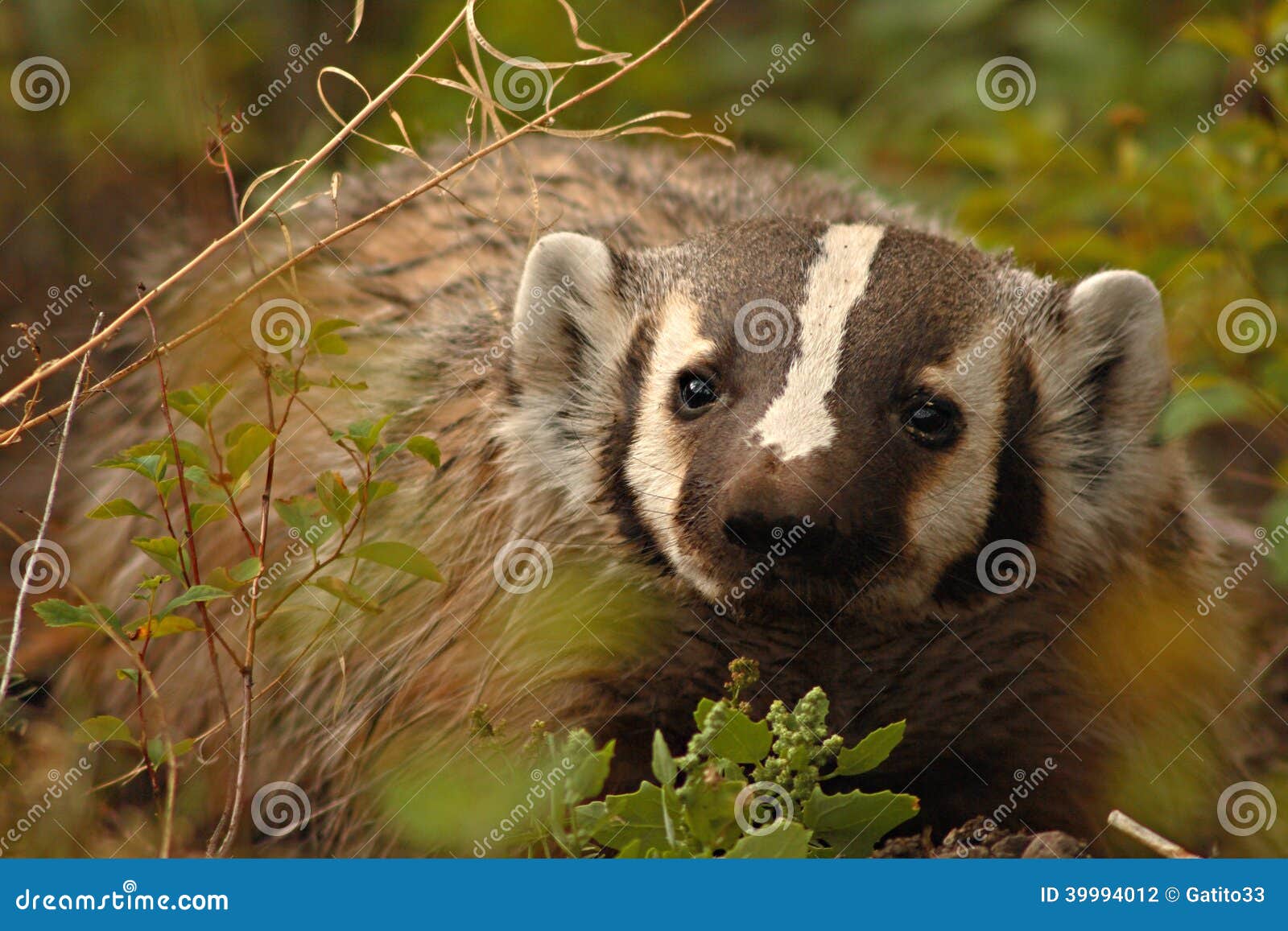 Ritratto Del Tasso Americano Fotografia Stock - Immagine di nave ...