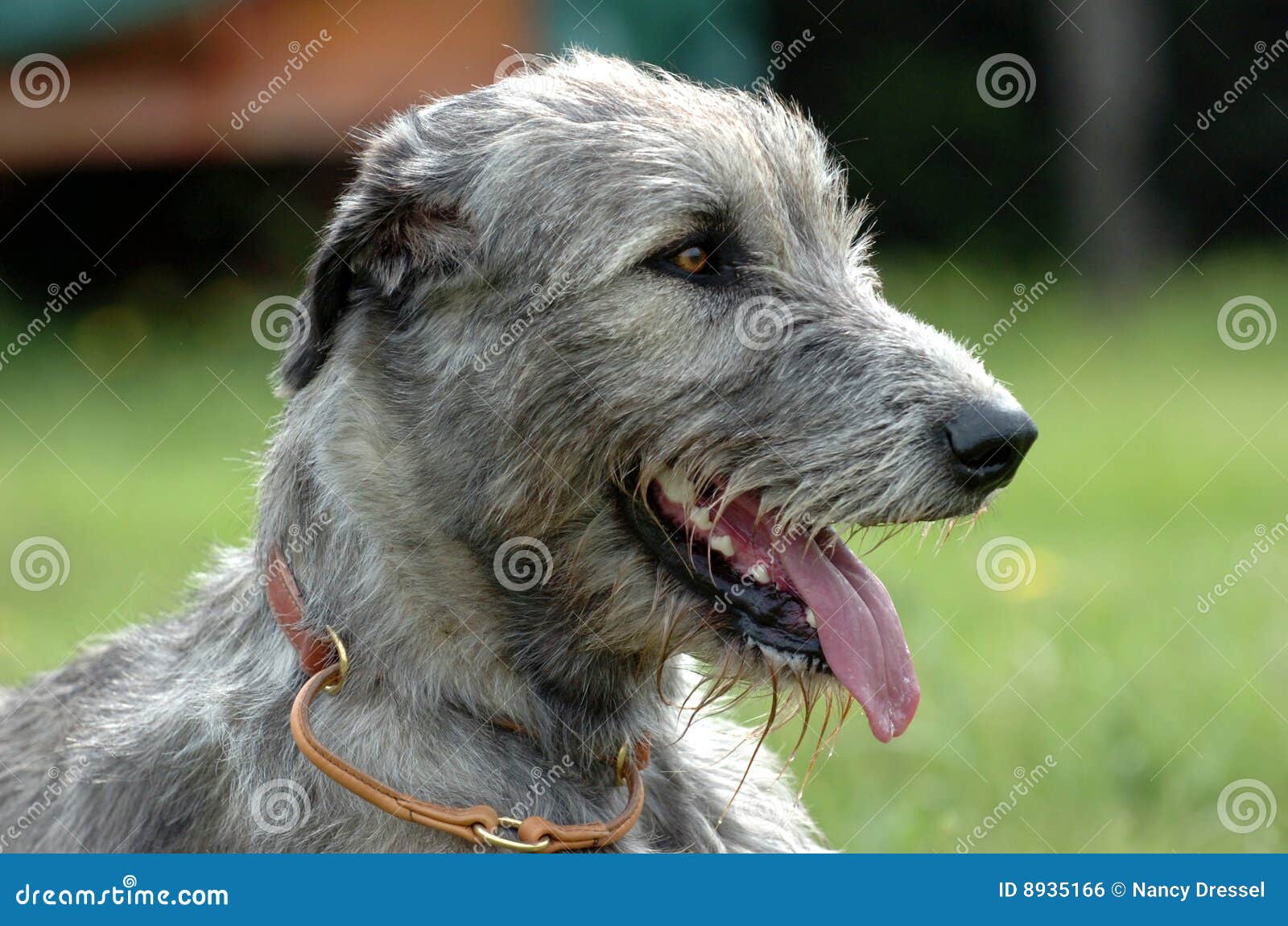 Ritratto Del Wolfhound Irlandese Fotografia Stock - Immagine di carino ...
