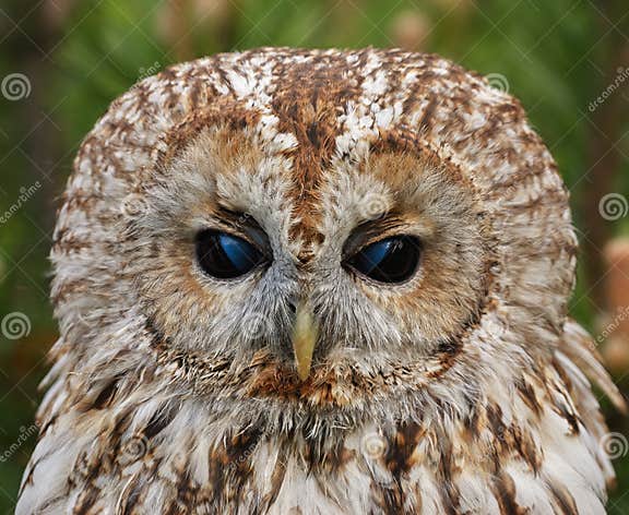 Ritratto dell'allocco fotografia stock. Immagine di piume - 40108308