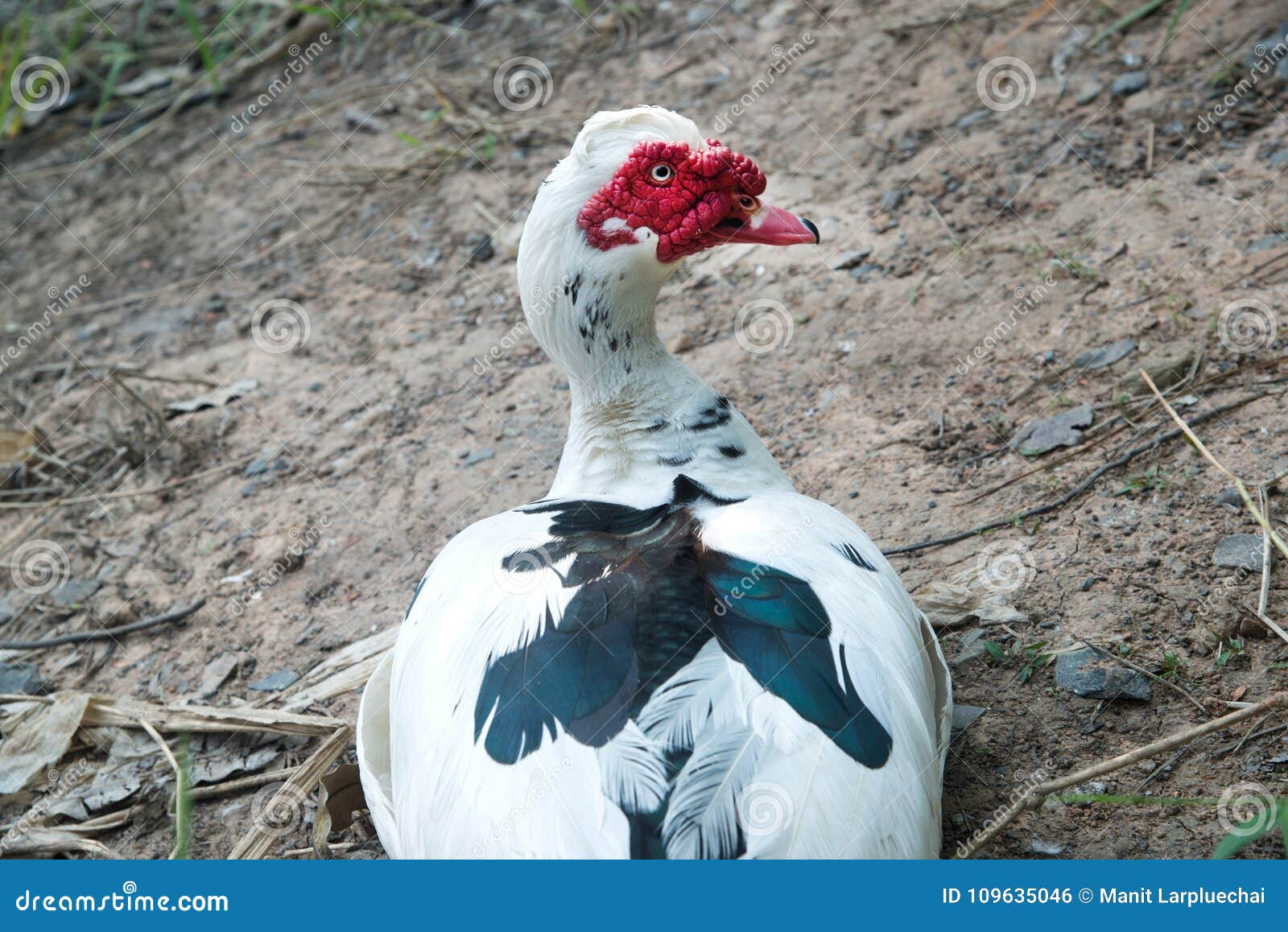 Ritratto Dell'anatra Muta Bianca Fotografia Stock - Immagine di testa ...