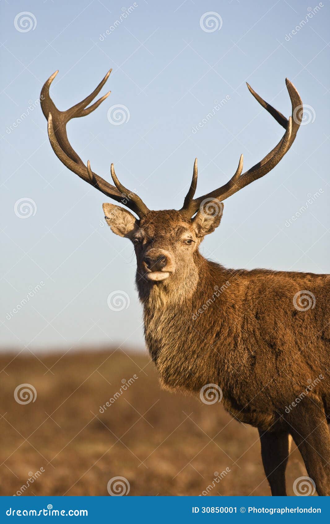 Ritratto Dell'animale Dei Cervi Nobili Immagine Stock - Immagine di ...