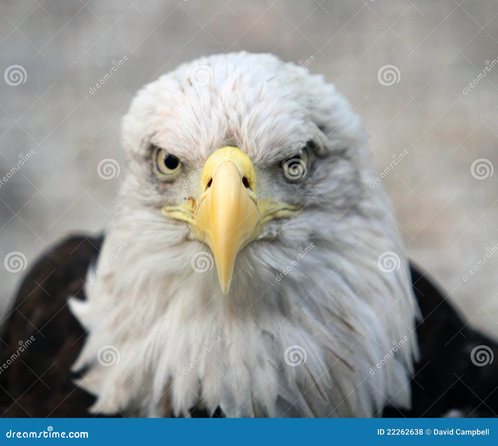 Ritratto dell'aquila calva fotografia stock. Immagine di piuma - 22262638