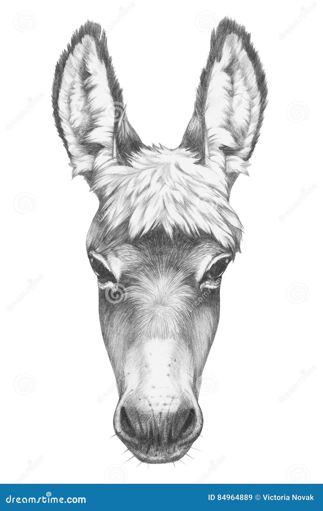 Ritratto dell'asino illustrazione di stock. Illustrazione di carino ...