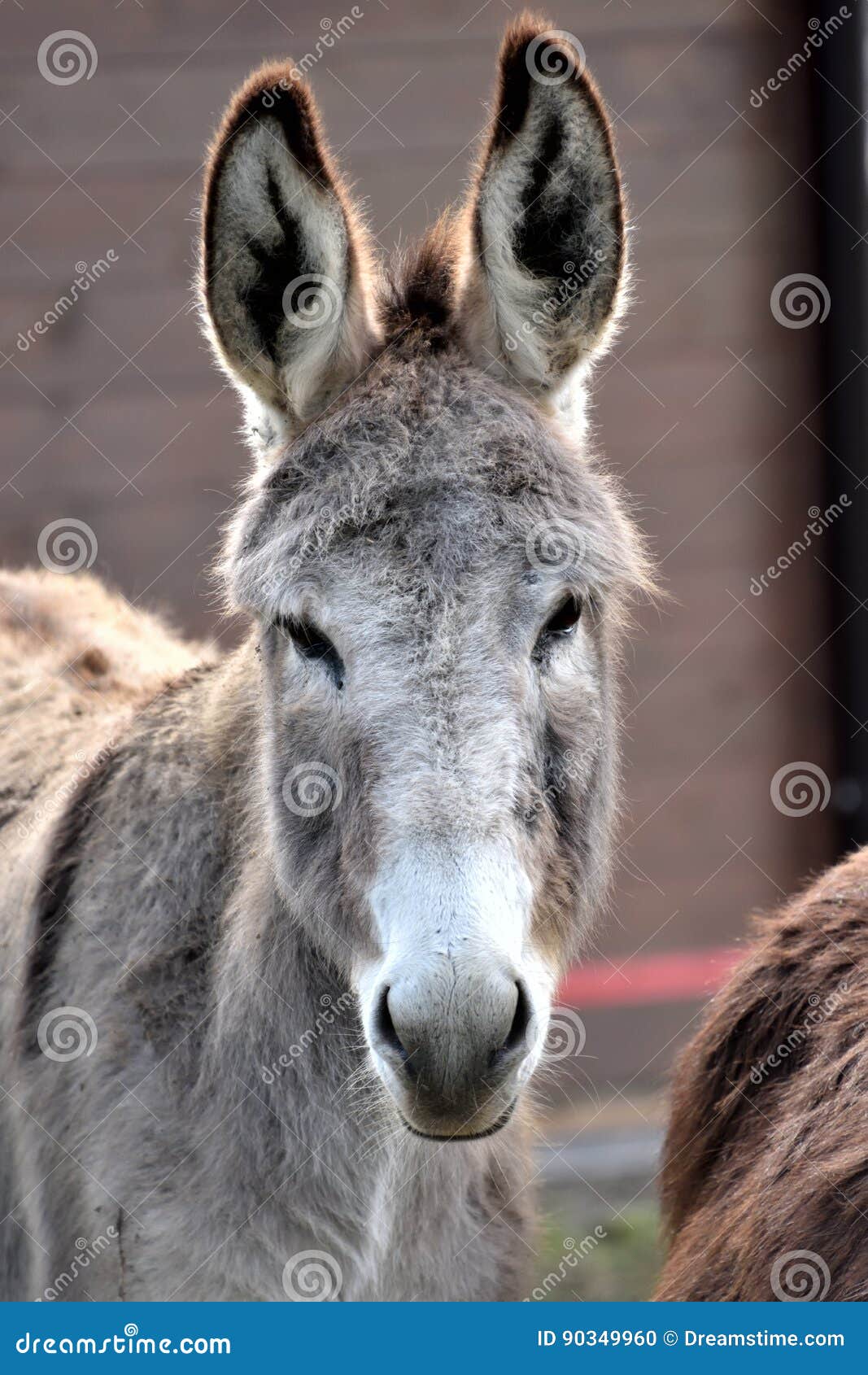 Ritratto dell'asino fotografia stock. Immagine di animale - 90349960