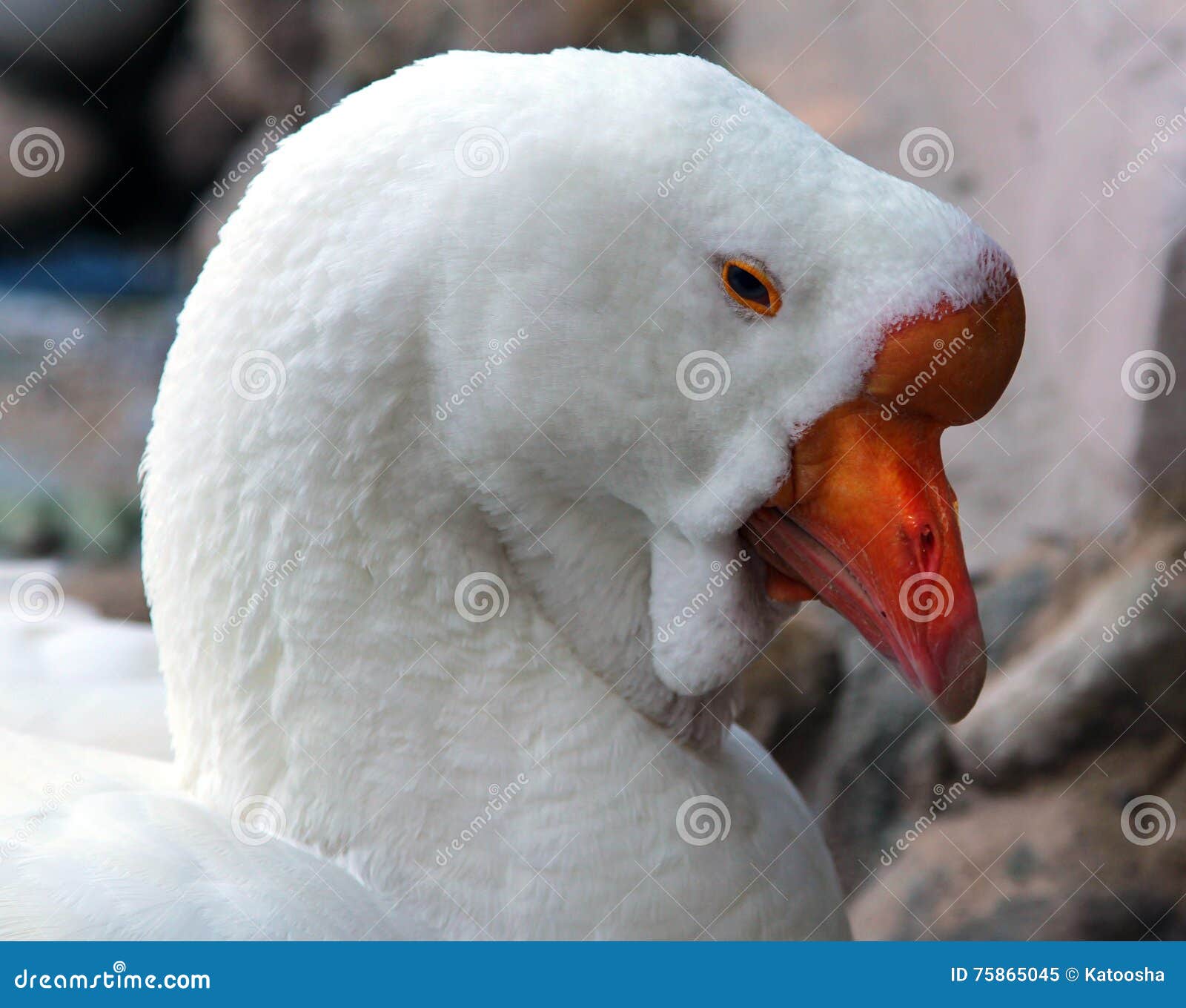 Ritratto Dell'oca Bianca Di Kholmogory Immagine Stock - Immagine di ...