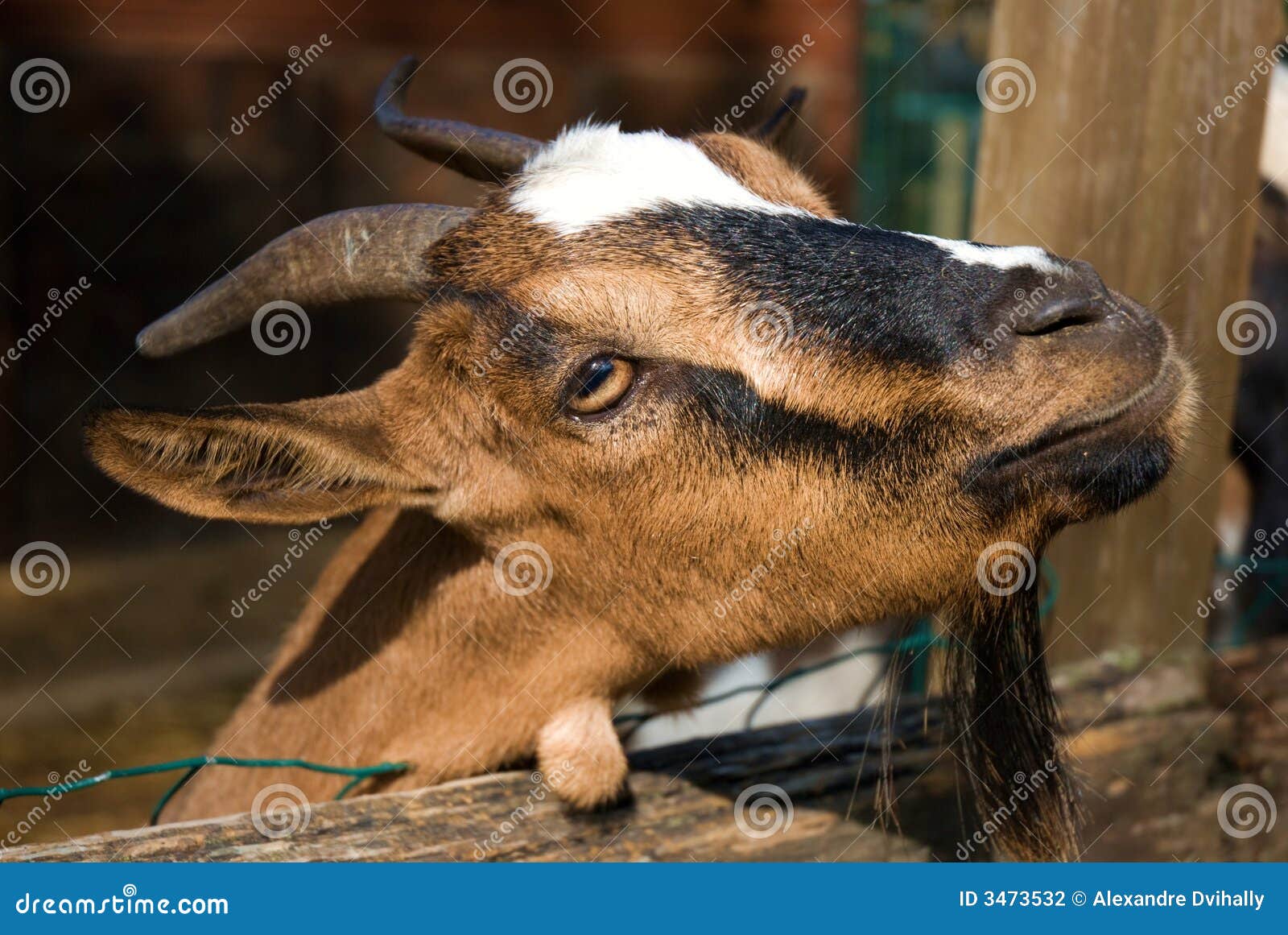 Ritratto della capra fotografia stock. Immagine di animale - 3473532