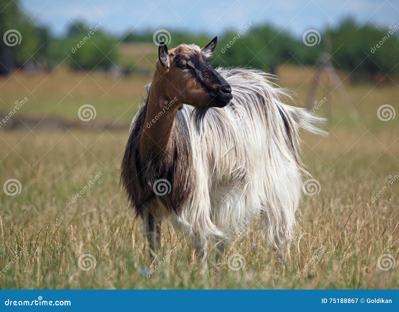 Ritratto Della Capra Domestica Immagine Stock - Immagine di pelliccia ...