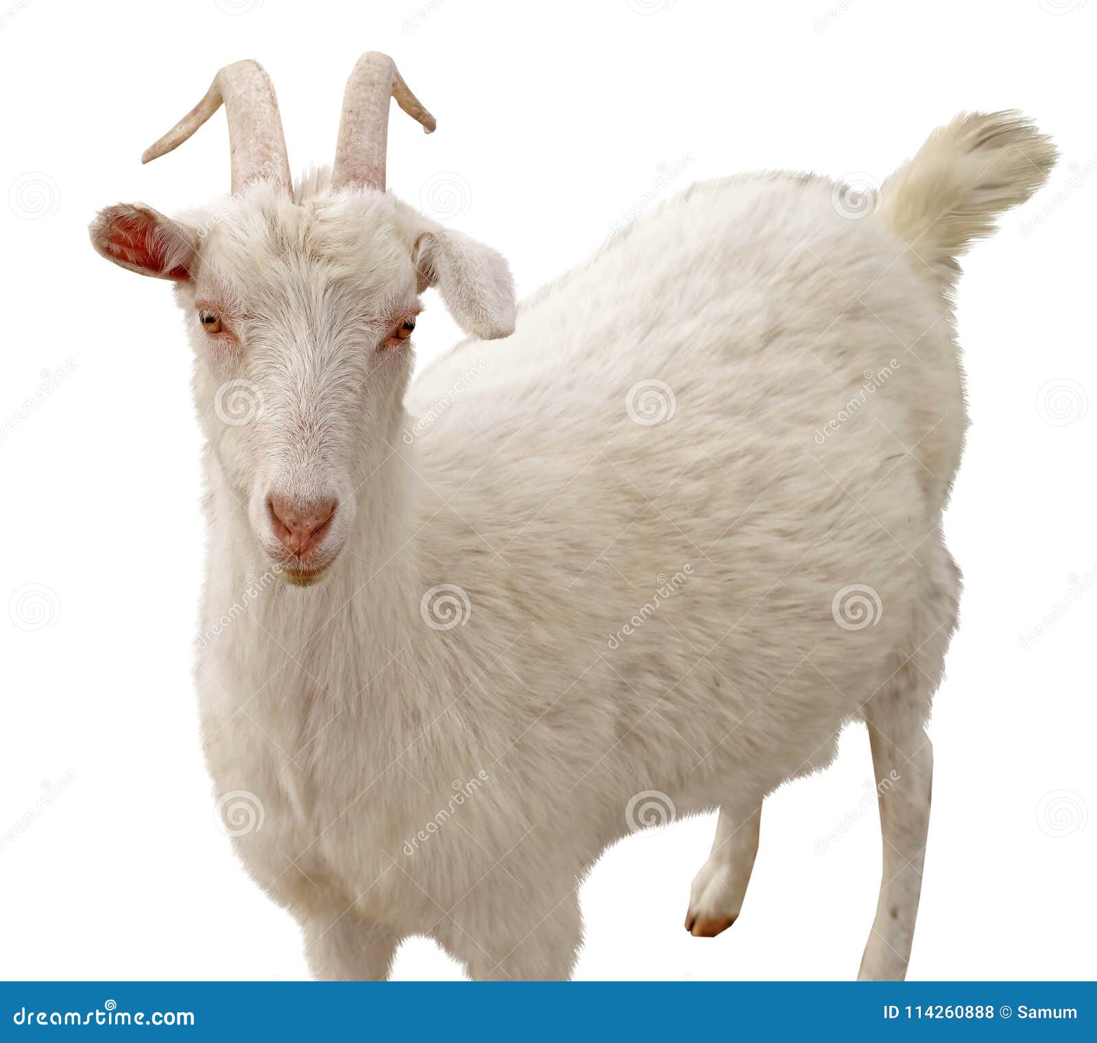 Ritratto Della Capra Su Fondo Bianco Fotografia Stock - Immagine di ...