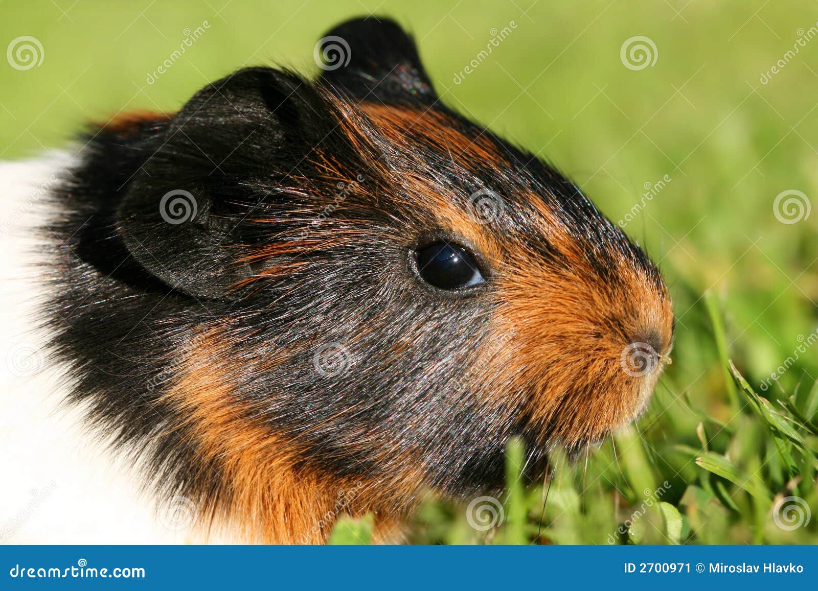 Ritratto Della Cavia Immagine. Immagine: 2700971