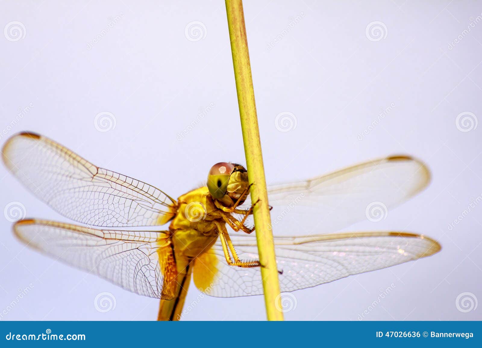 Ritratto Della Libellula - Libellula Gialla Fotografia Stock - Immagine ...