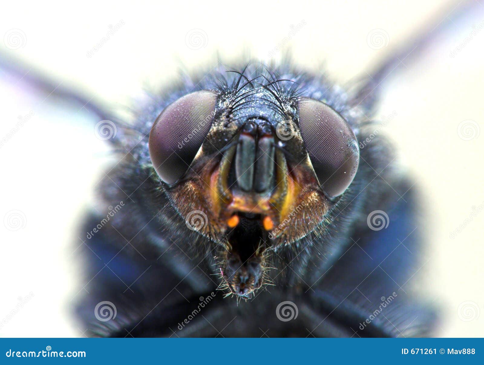 Ritratto Della Mosca Comune Immagine Stock - Immagine di peloso, testa ...