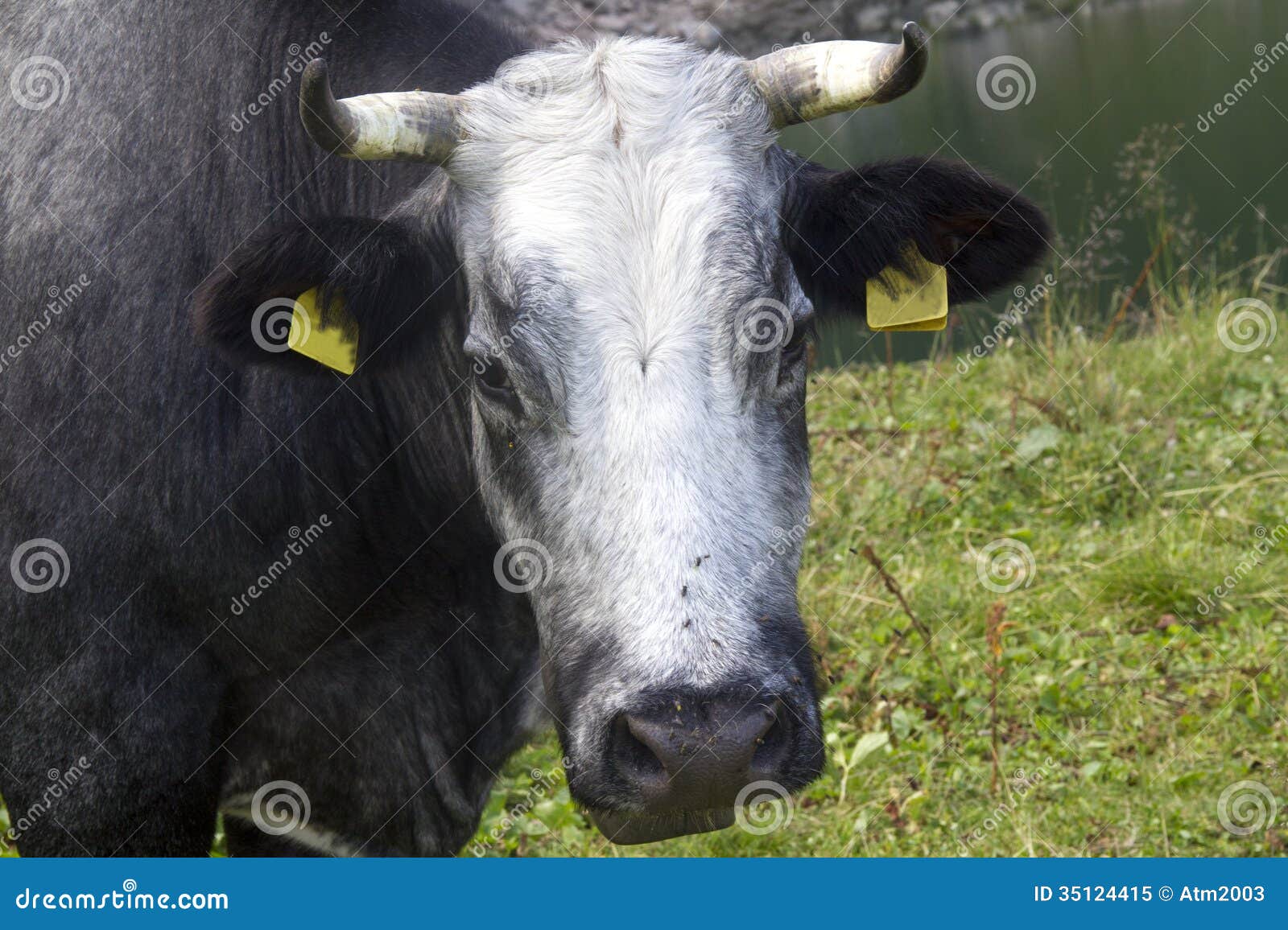 Ritratto della mucca immagine stock. Immagine di organico - 35124415