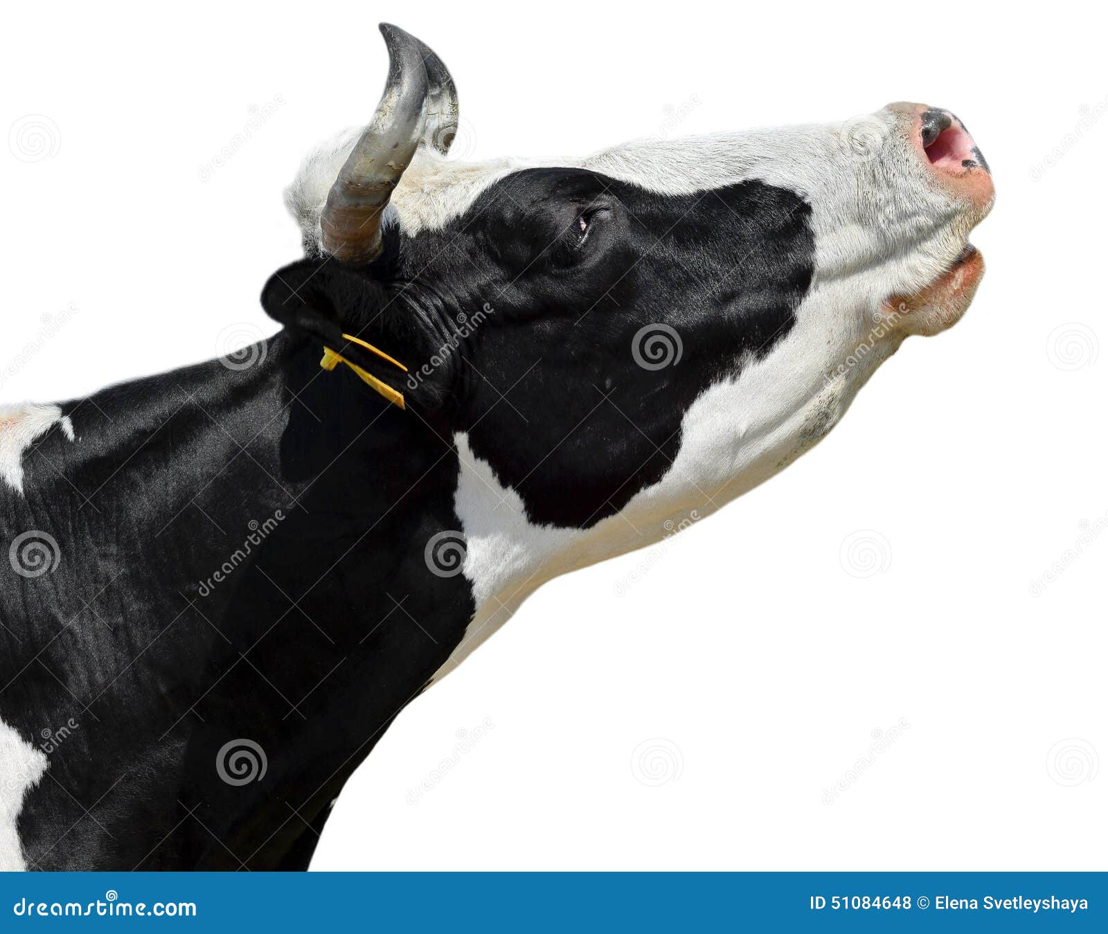 Ritratto della mucca fotografia stock. Immagine di orizzontale - 51084648