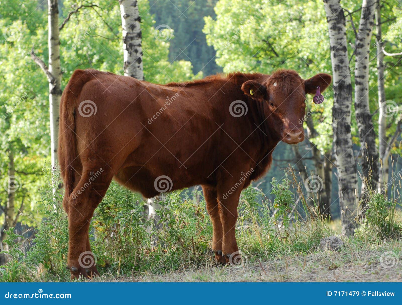 Ritratto della mucca immagine stock. Immagine di bestiami - 7171479