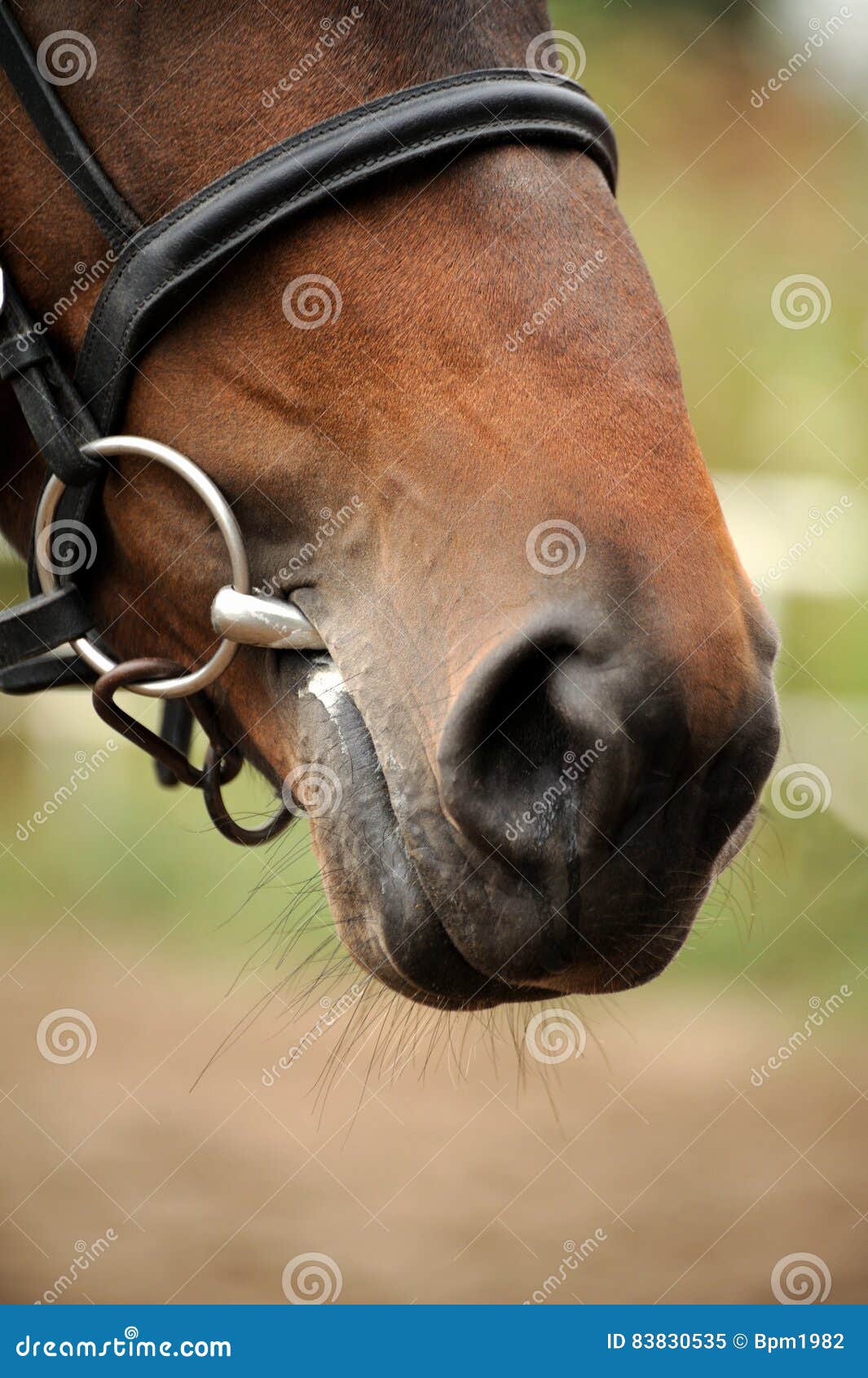 Ritratto Della Testa Di Cavallo in Cablaggio Immagine Stock - Immagine ...