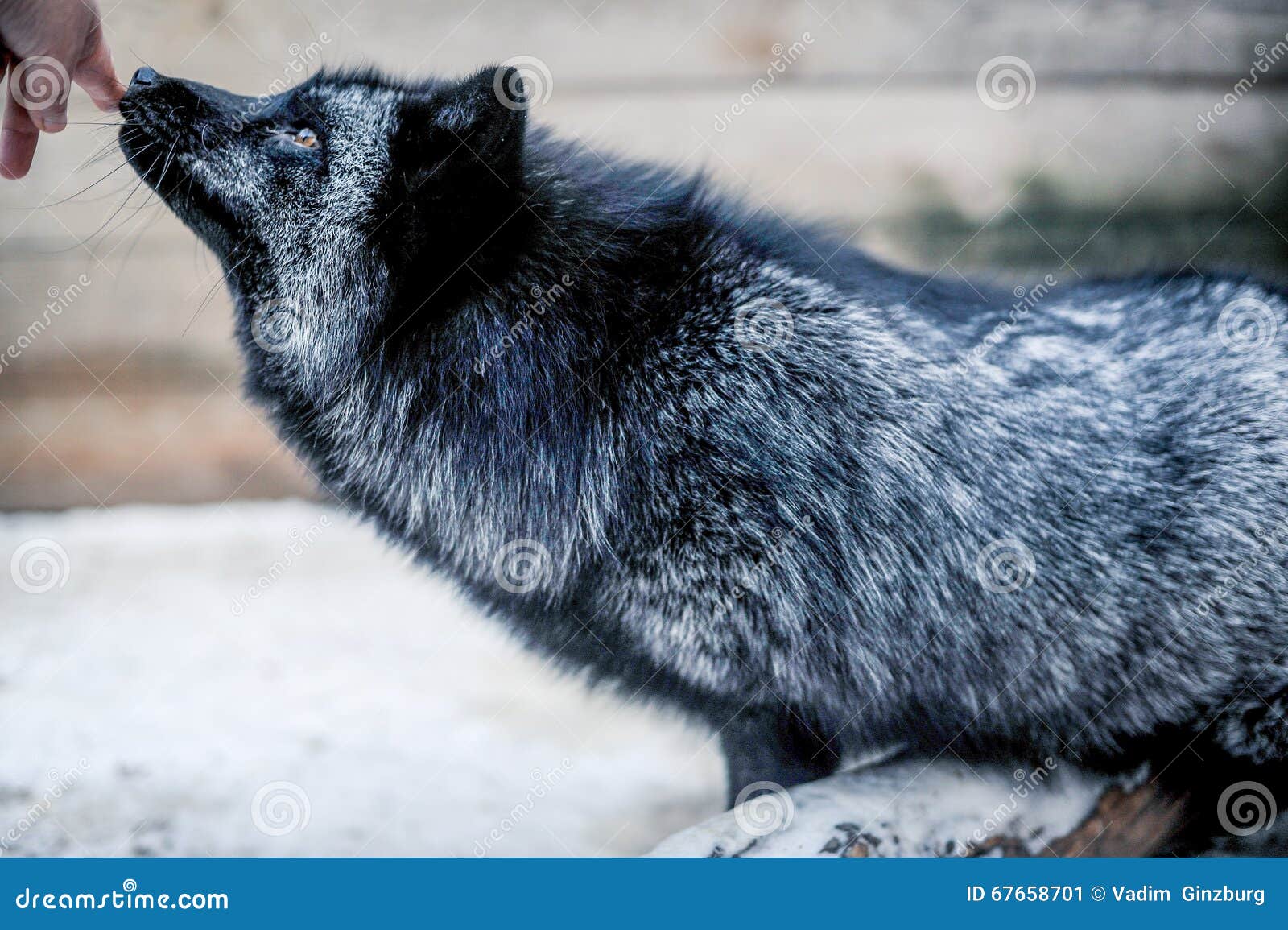 Ritratto Della Volpe Nera Nell'uccelliera Immagine Stock - Immagine di ...