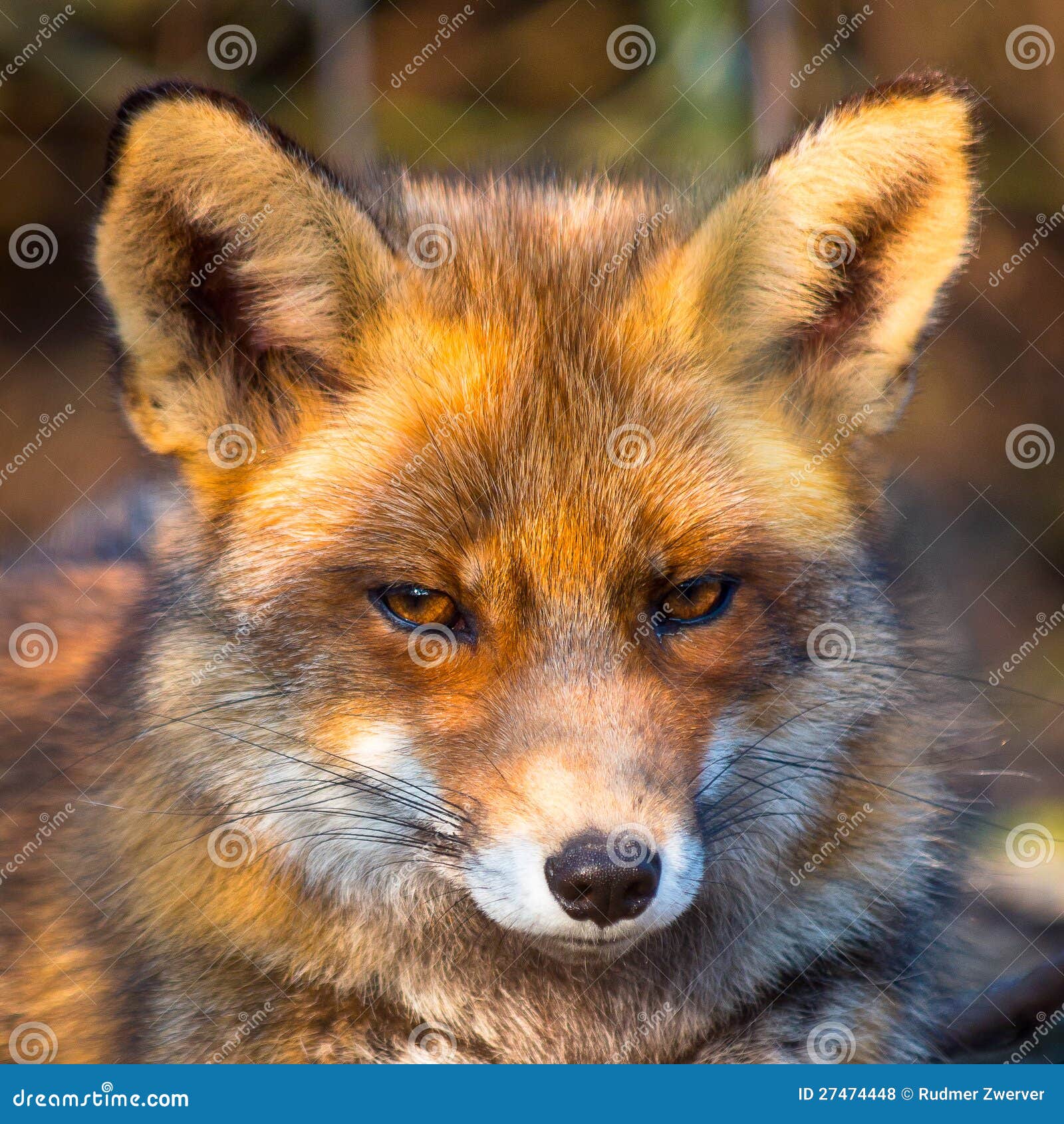 Ritratto della volpe rossa fotografia stock. Immagine di naso - 27474448
