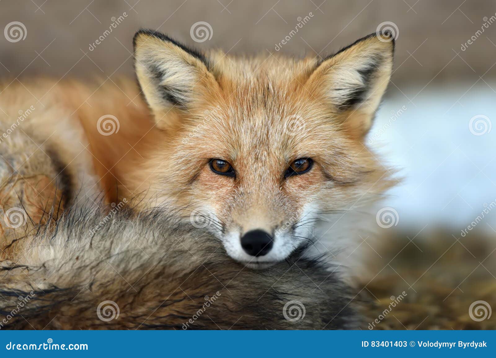 Ritratto della volpe rossa immagine stock. Immagine di foresta - 83401403