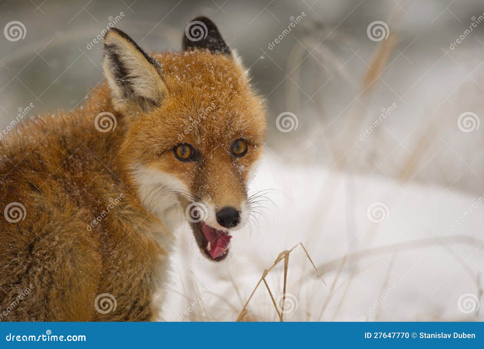 Ritratto Della Volpe Rossa in Inverno Fotografia Stock - Immagine di ...
