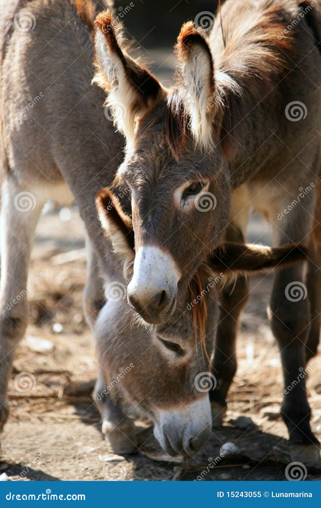 Ritratto Delle Coppie Degli Asini Immagine Stock - Immagine di forte ...