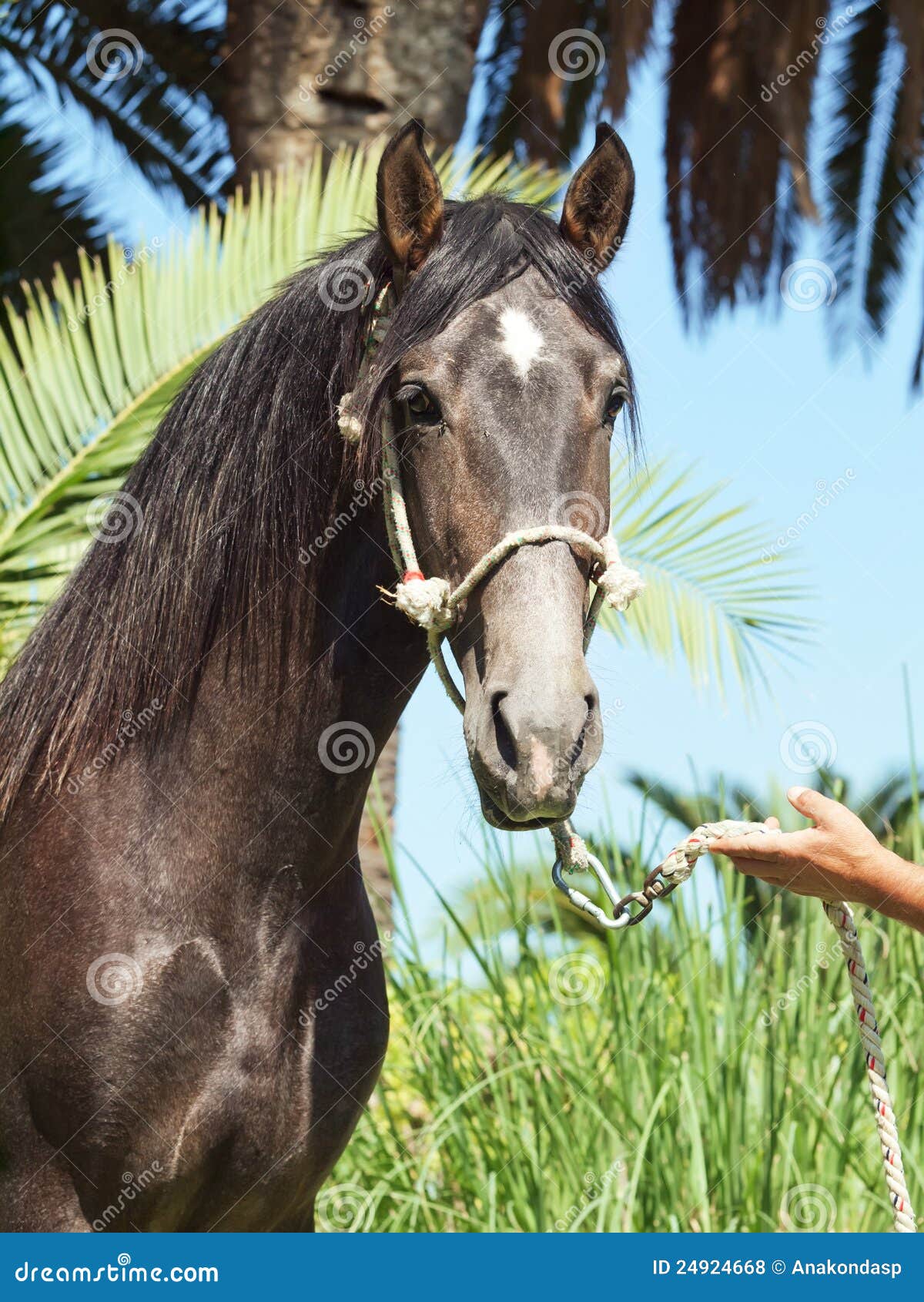 Ritratto Dello Stallion Grigio Andaluso Fotografia Stock - Immagine di ...