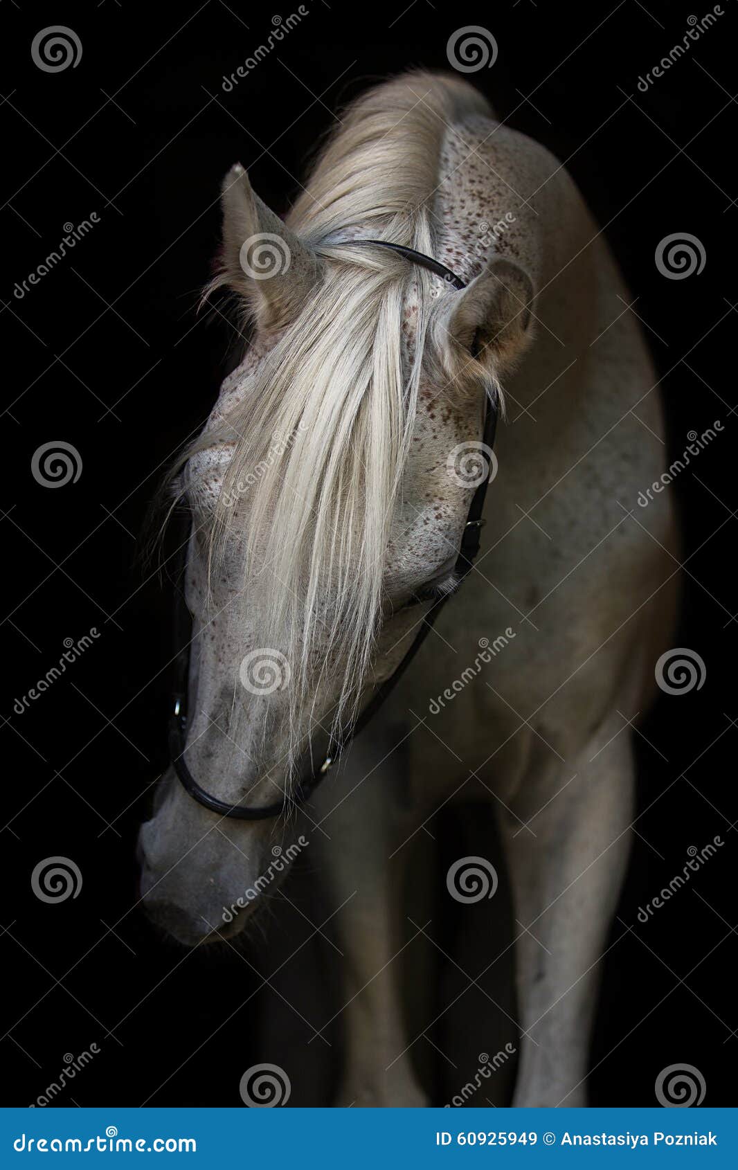 Ritratto Dello Stallone Arabo Bianco Immagine Stock - Immagine di ...