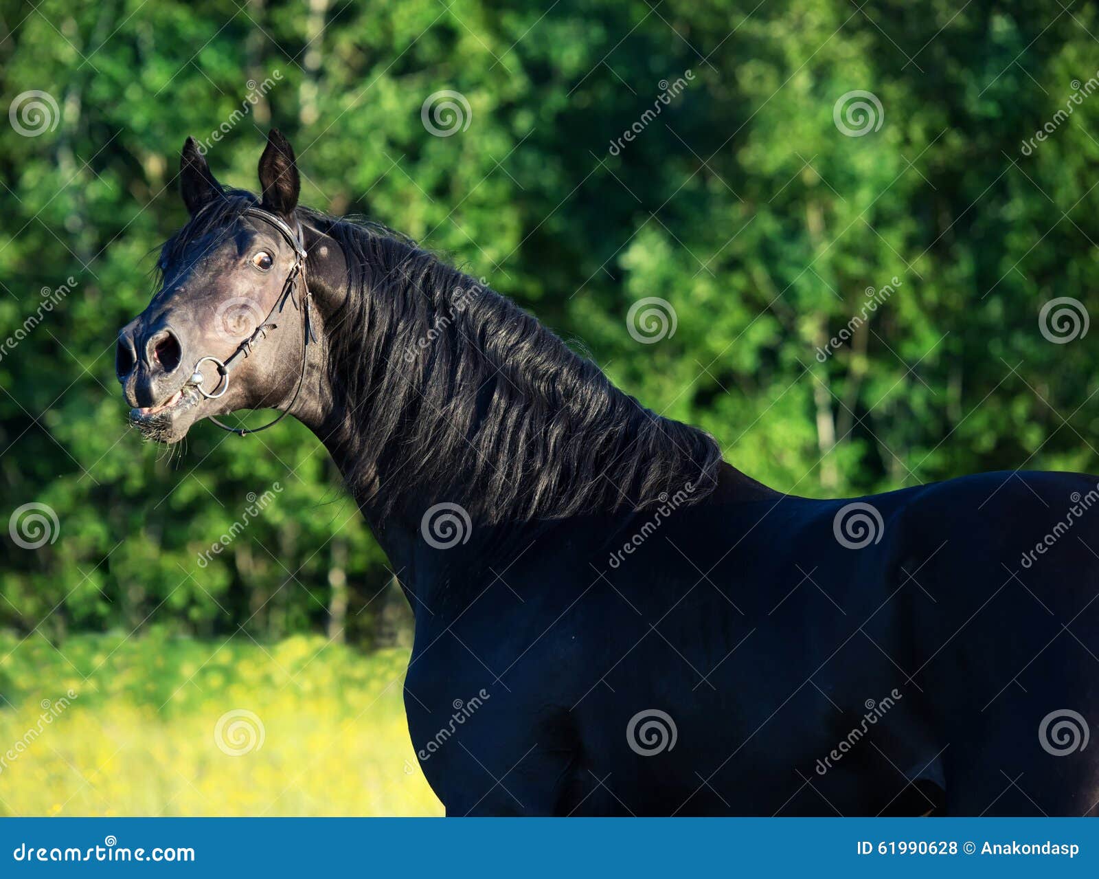 Ritratto Dello Stallone Del Nero Della Razza Nel Campo Fotografia Stock ...