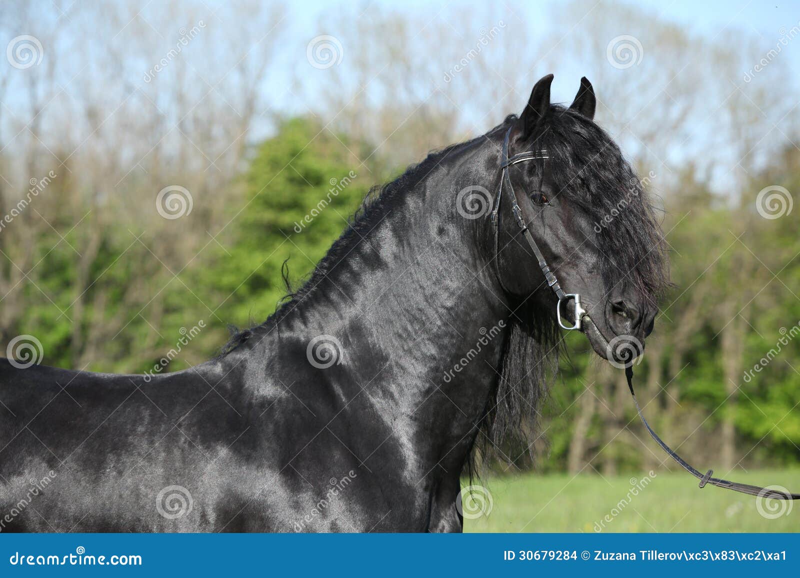 Ritratto Dello Stallone Frisone Splendido Fotografia Stock - Immagine ...