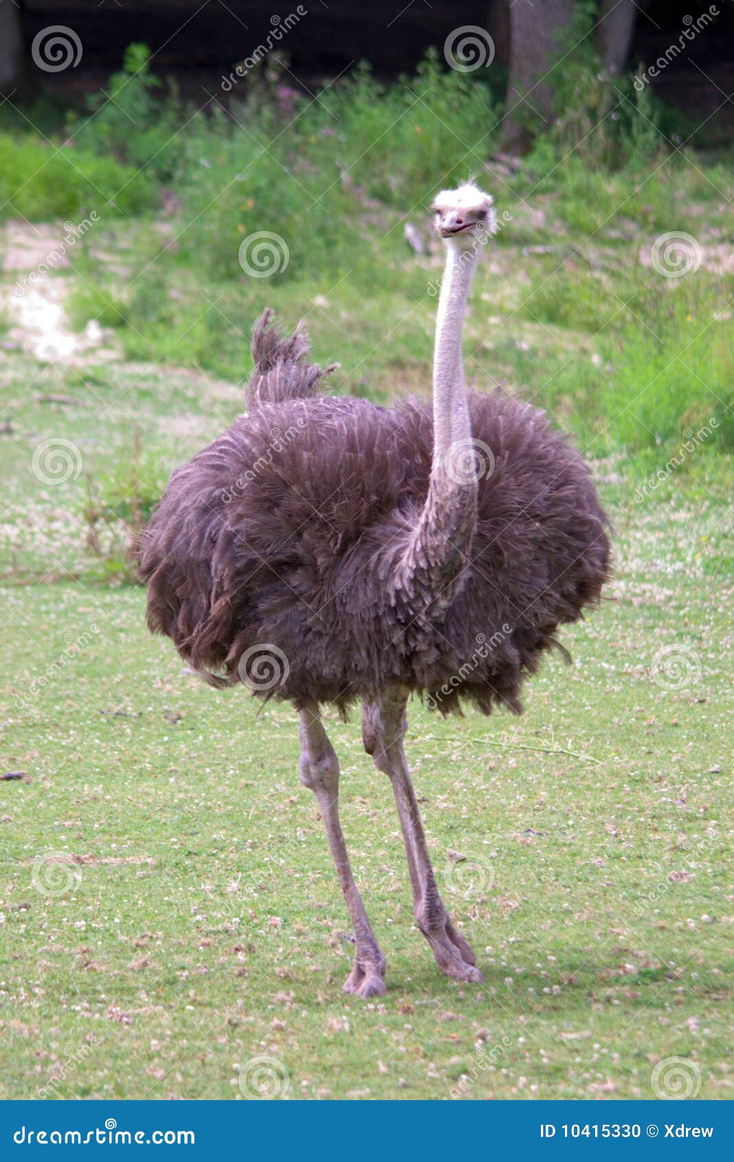 Ritratto dello struzzo fotografia stock. Immagine di vita - 10415330