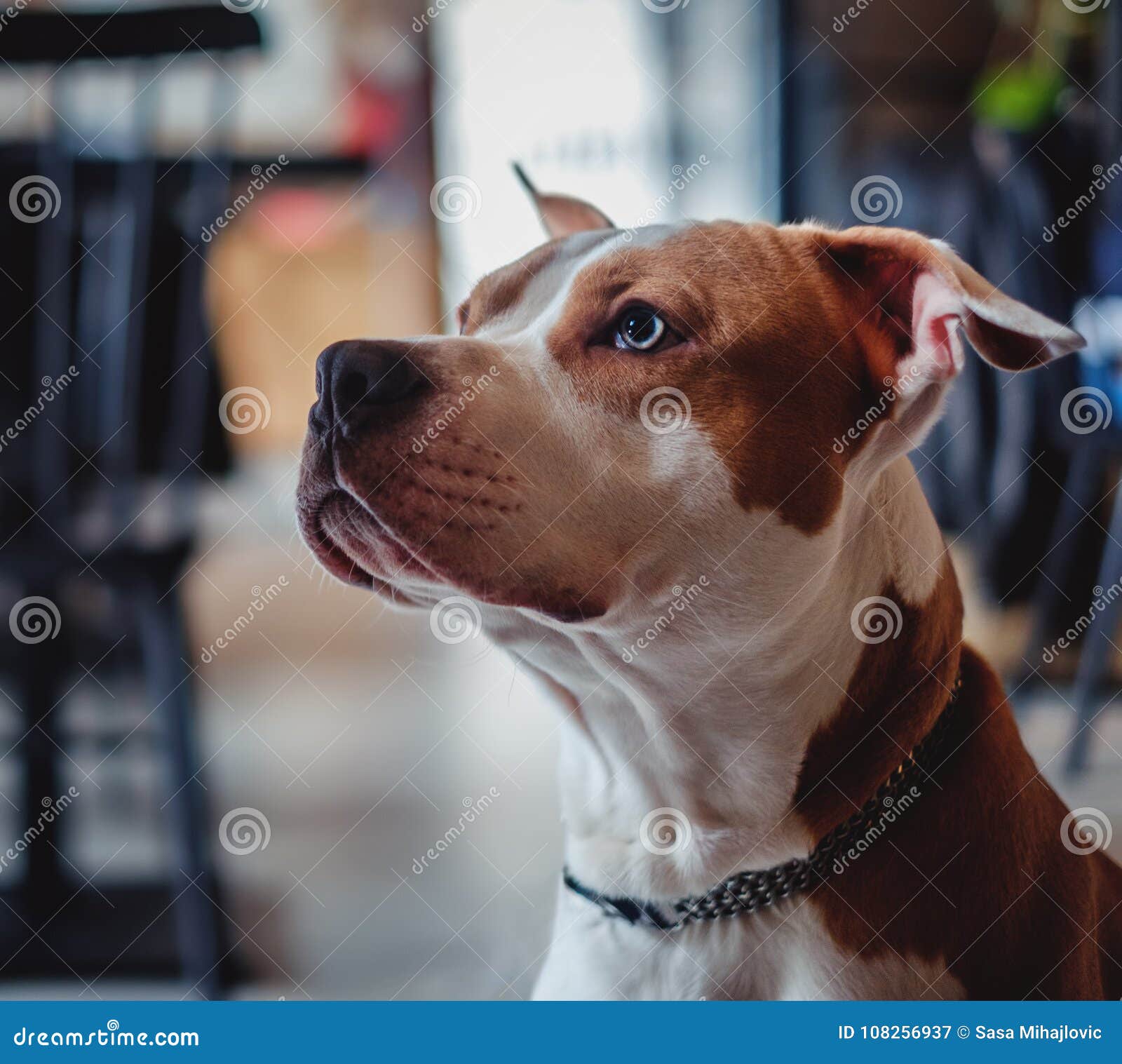 Ritratto Di Giovane Cane Del Amstaff Immagine Stock - Immagine di ...