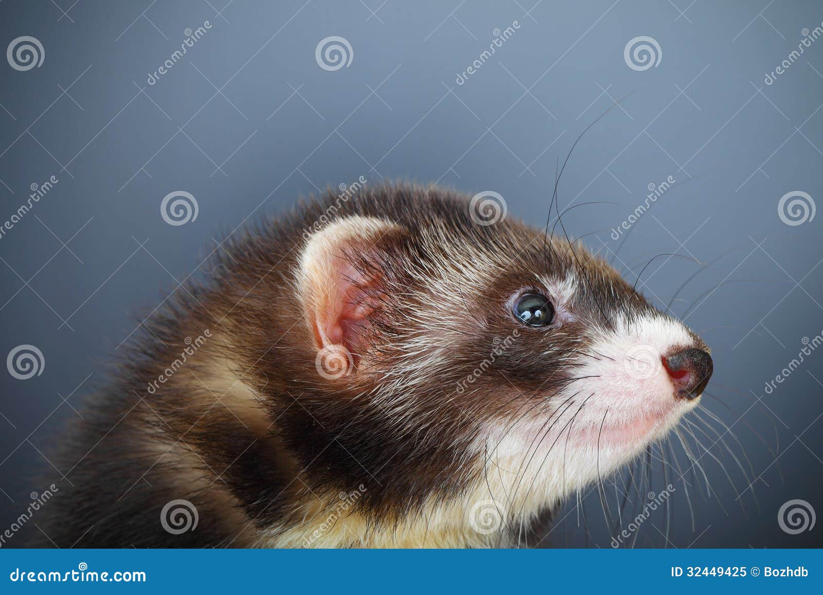 Ritratto Di Giovane Furetto Immagine Stock - Immagine di femmina, zanne ...