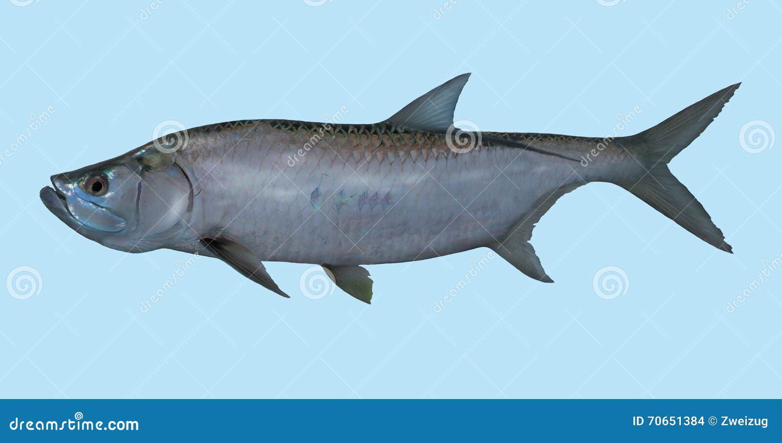 Ritratto Di Pesca Del Tarpone Fotografia Stock - Immagine di tarpon ...