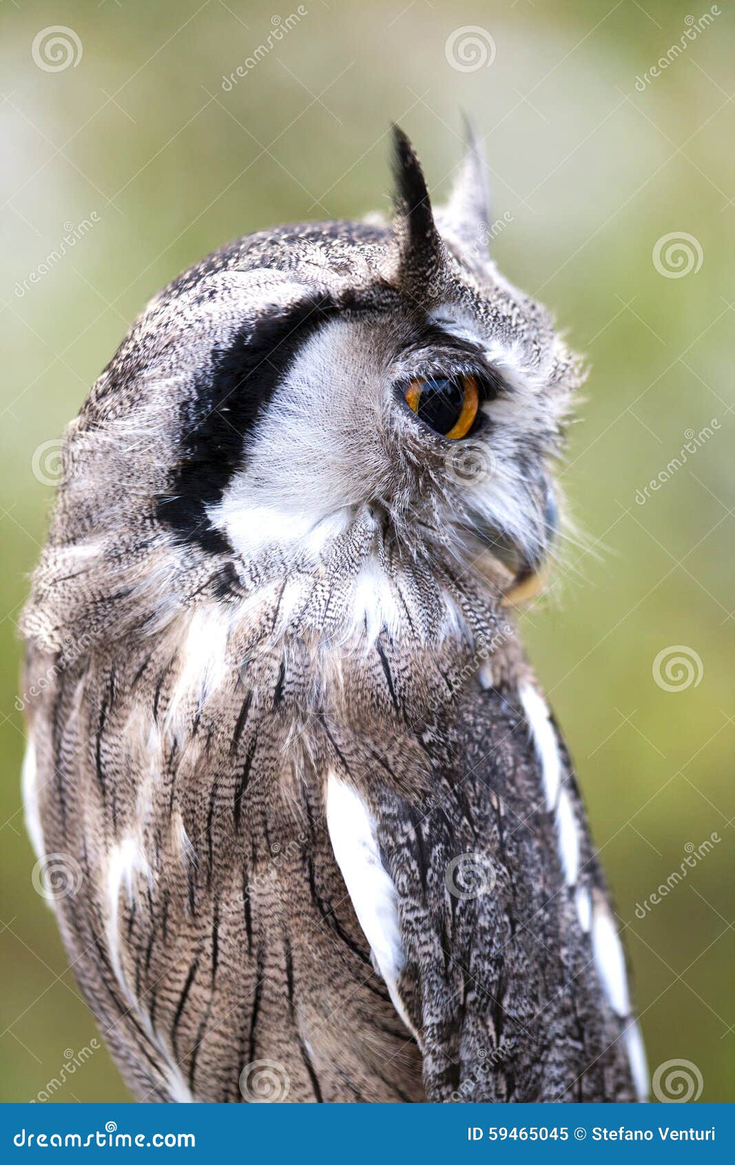 Ritratto Di Piccolo Assiolo Affrontato Bianco Immagine Stock - Immagine ...