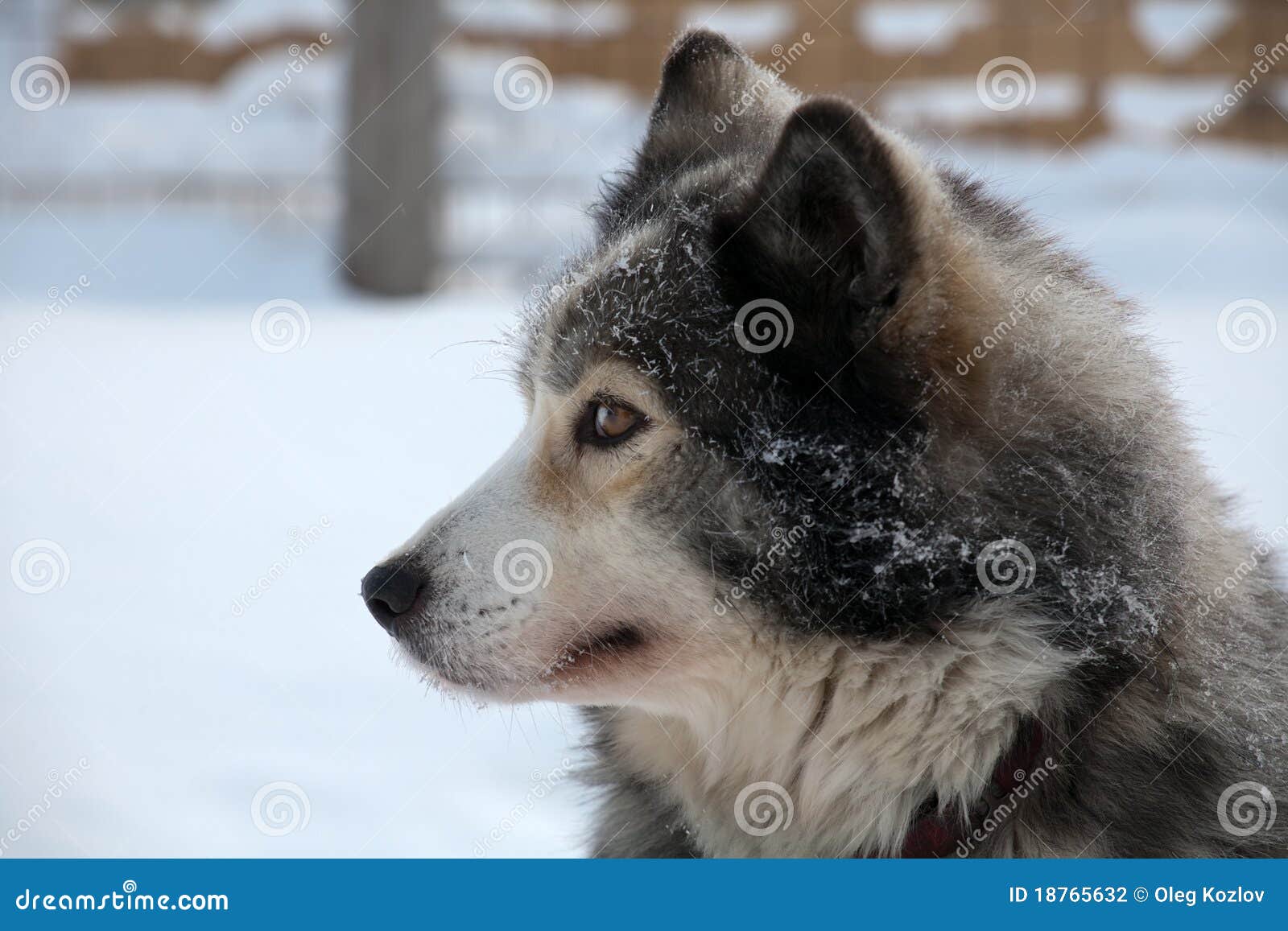 Ritratto Di Profilo Del Cane Di Slitta Fotografia Stock - Immagine di neve, grande: 18765632