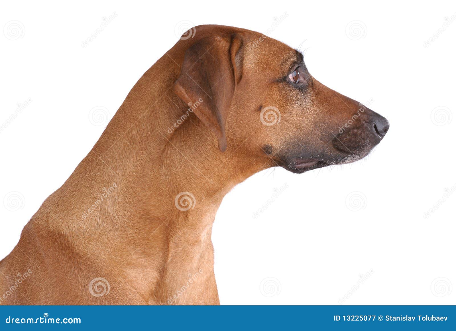 Ritratto Di Rhodesian Ridgeback Immagine Stock - Immagine di naso ...