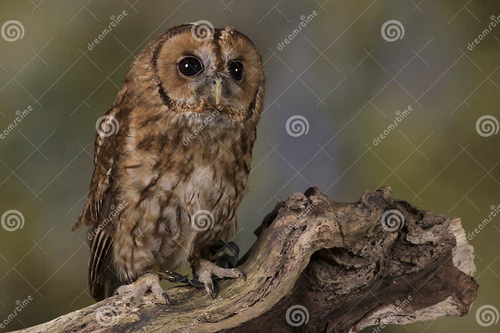 Ritratto di un allocco fotografia stock. Immagine di piume - 53921924