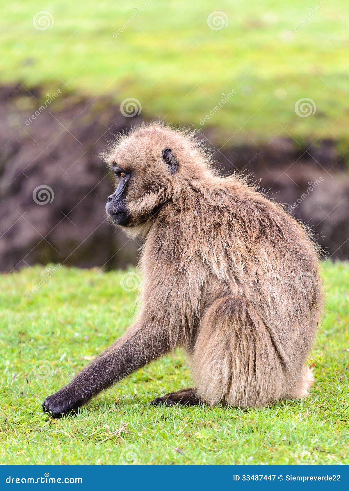 Ritratto di un babbuino immagine stock. Immagine di animale - 33487447