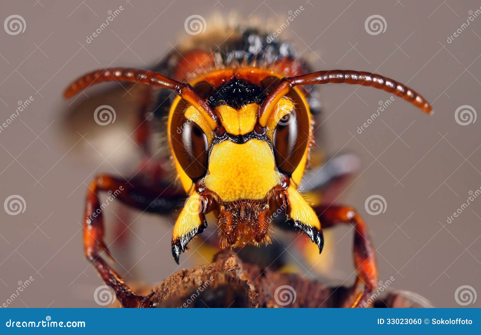 Ritratto di un calabrone fotografia stock. Immagine di baffi - 33023060