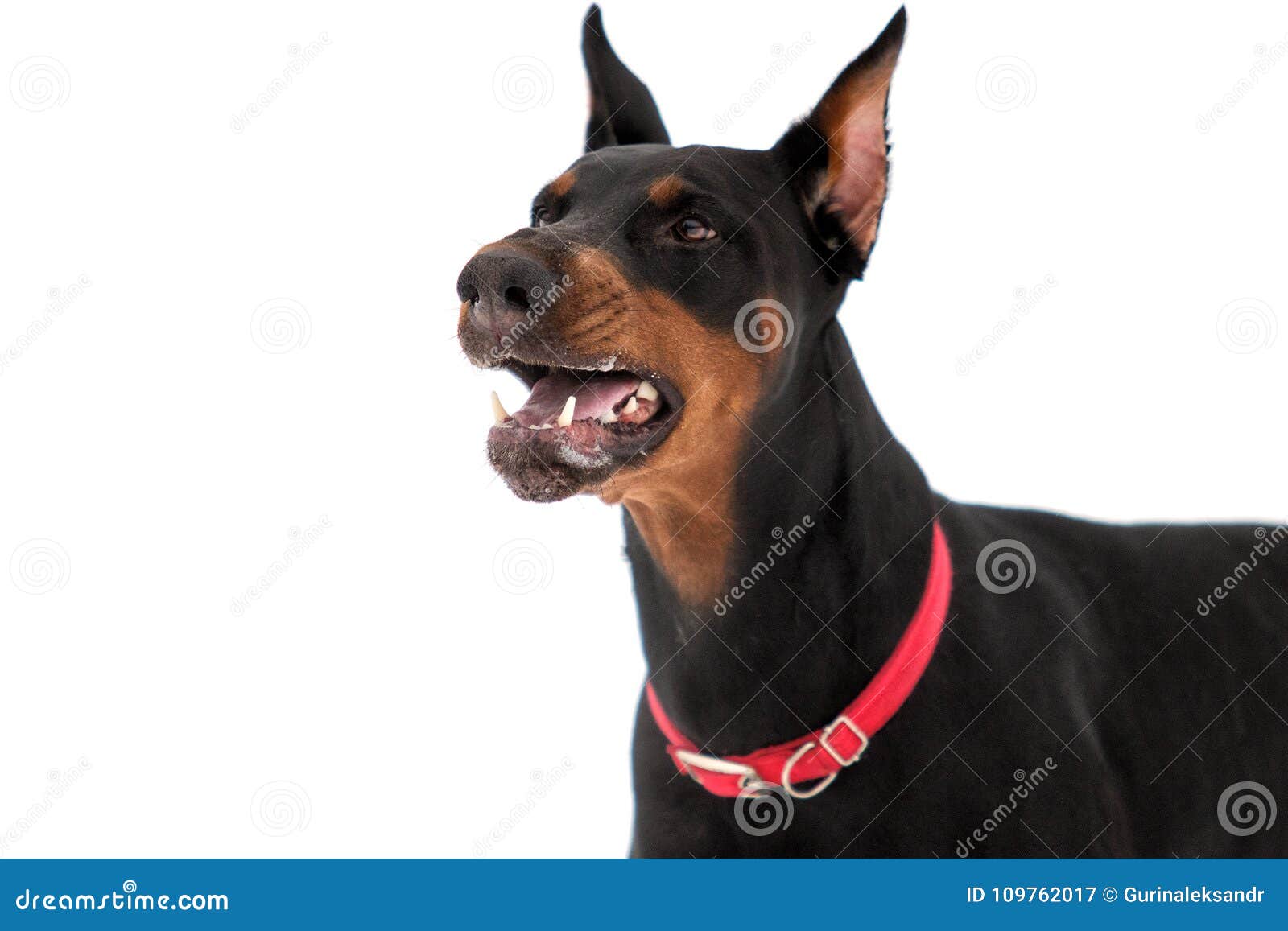 Ritratto Di Un Cane Di Dobermann Immagine Stock - Immagine di ...