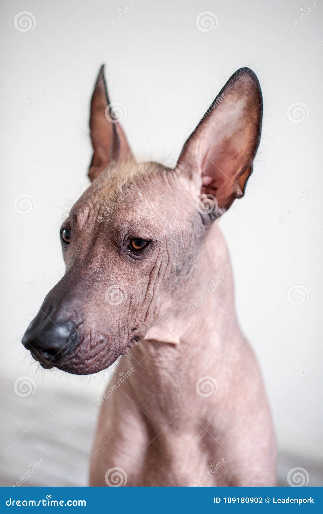 Ritratto Di Un Cane Glabro Messicano Fotografia Stock - Immagine di ...