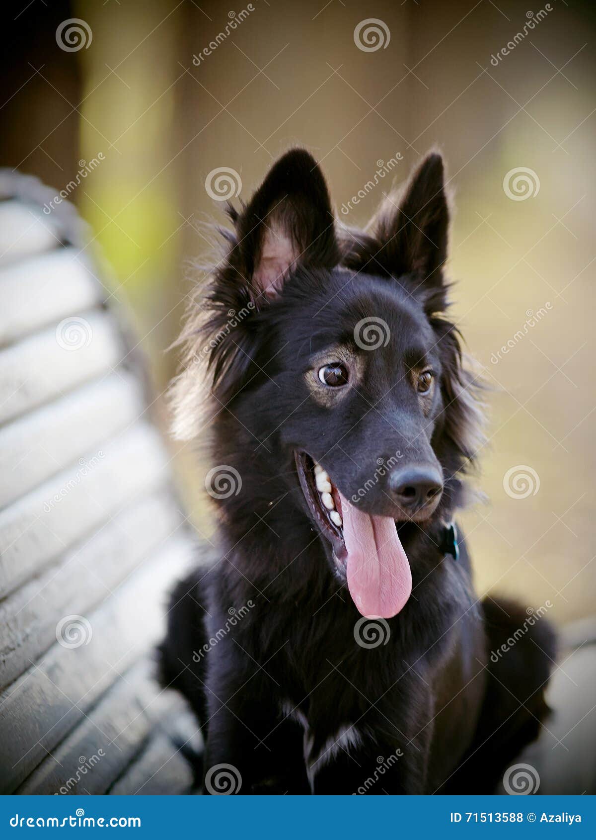 Ritratto Di Un Cane Nero Su Un Banco Fotografia Stock - Immagine di ...