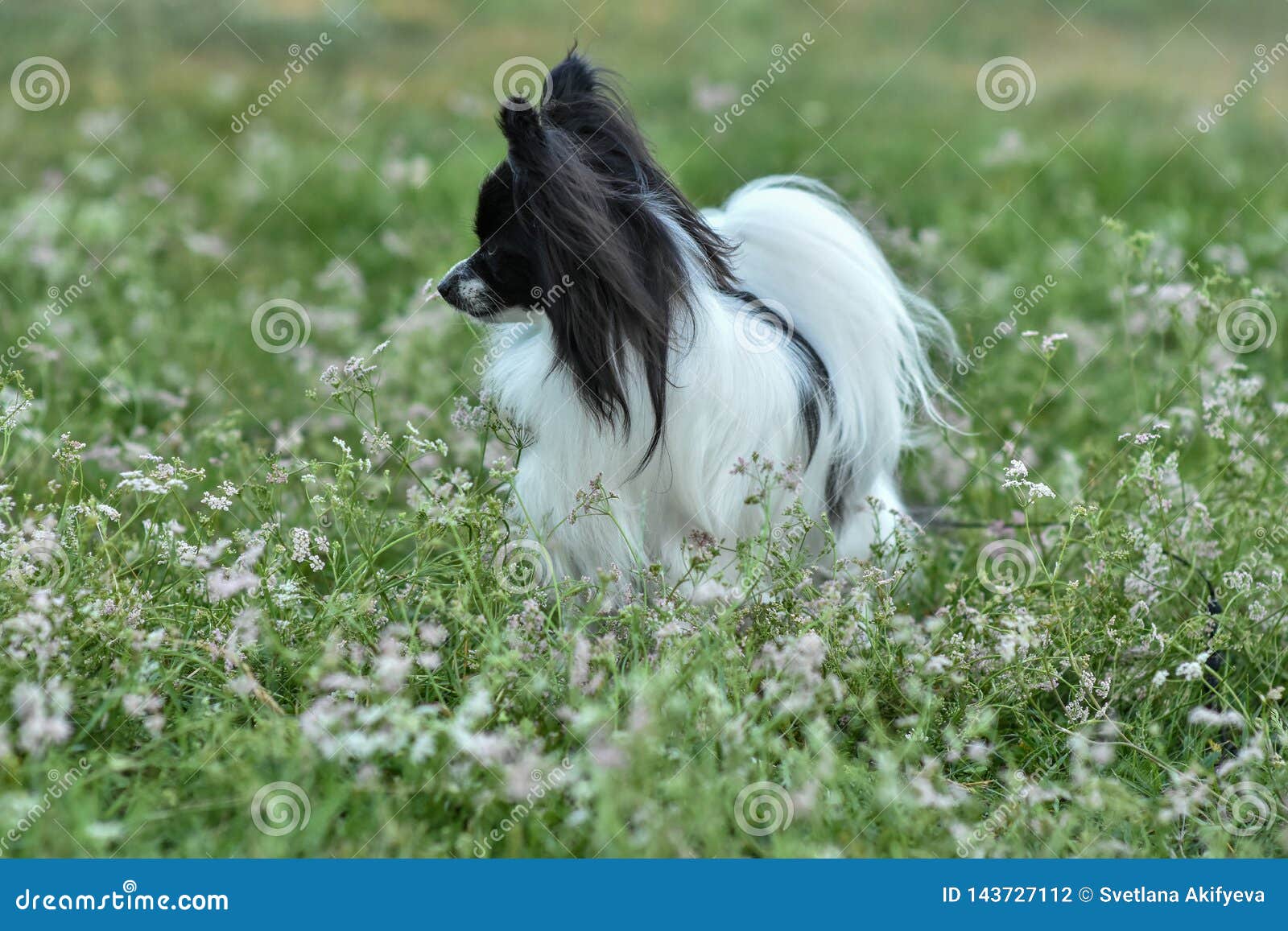 Ritratto Di Un Cane Di Razza Di Papillon Nell'erba Fotografia Stock ...
