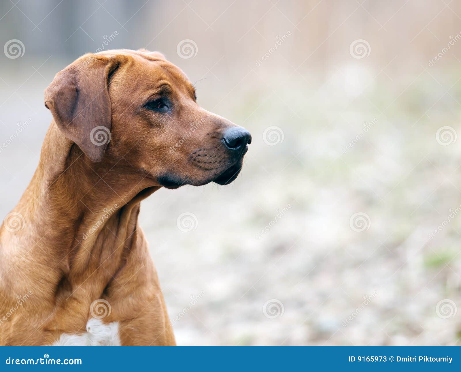 Ritratto di un cane rosso immagine stock. Immagine di orecchio - 9165973